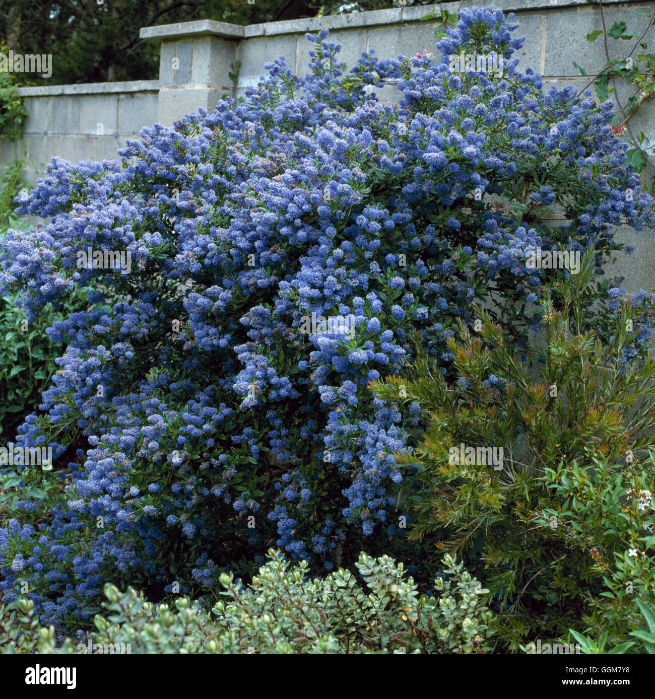 Ceanothus - `Concha' AGM TRS062538 Stock Photo - Alamy